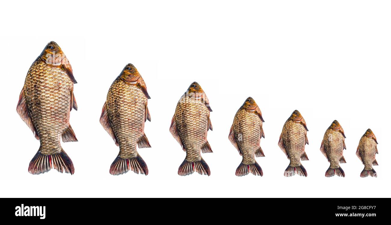 Freshwater fish crucian carp on a white background Stock Photo - Alamy