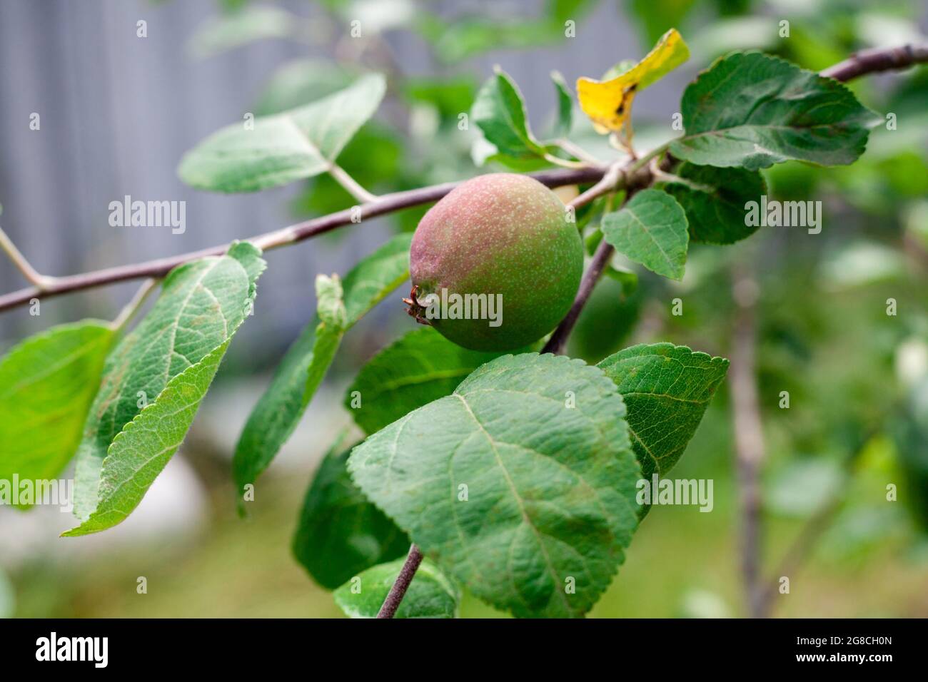 Hanging pears insects hi-res stock photography and images - Alamy