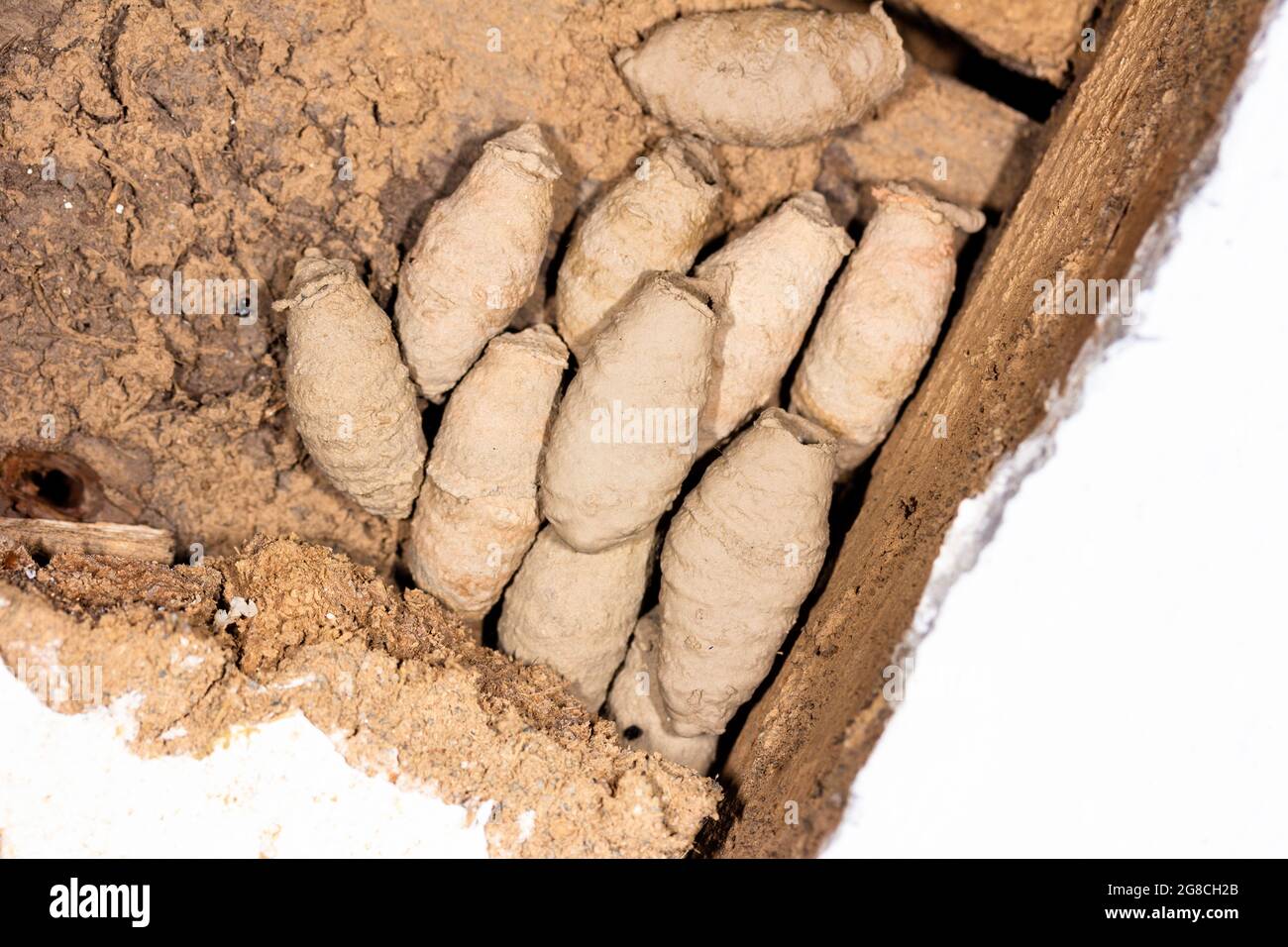 nest with mud wasp (Sceliphron) larvae in mud cocoons on the wall of an ...