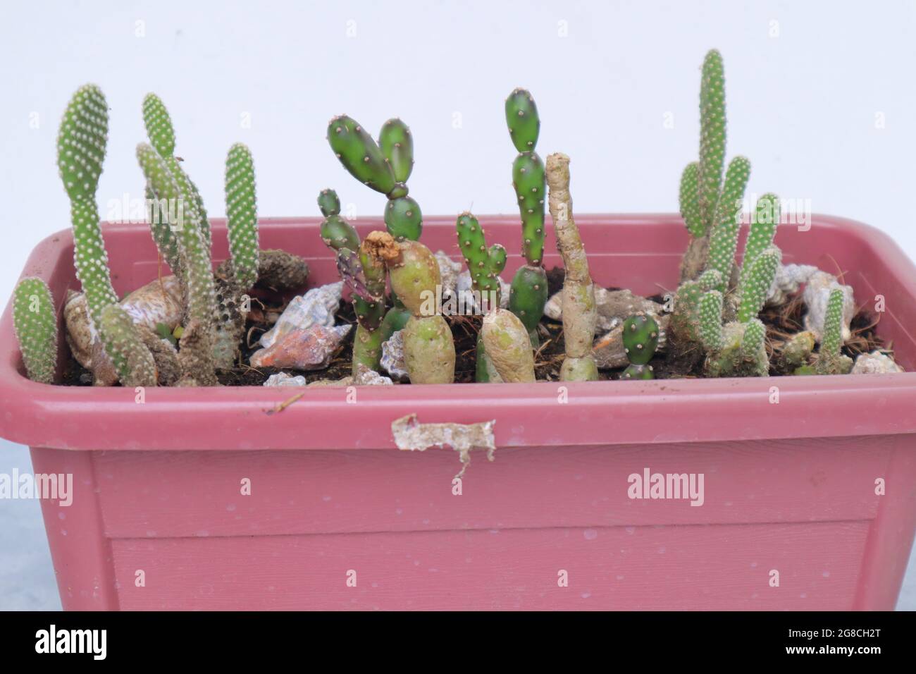 green mini plants in pot Stock Photo - Alamy