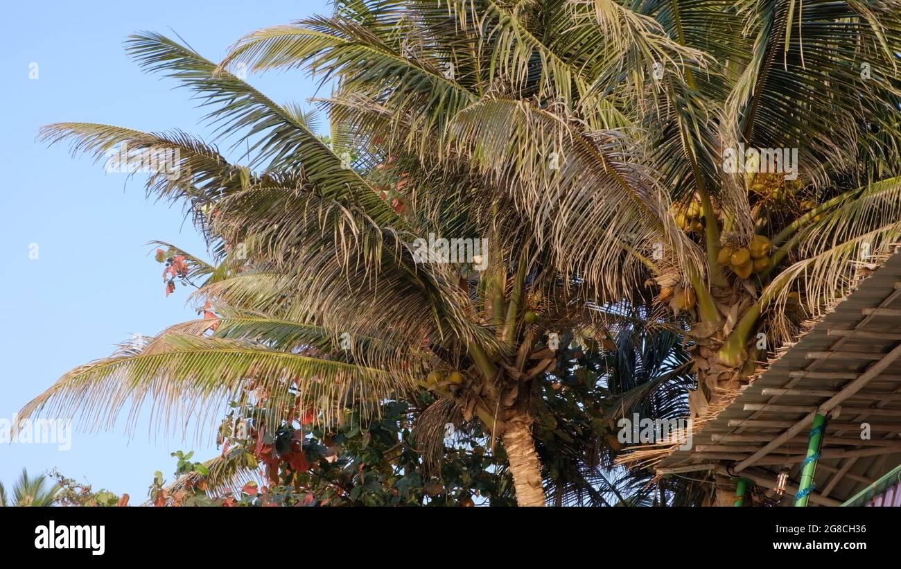 Anjuna beach and palms trees hi-res stock photography and images - Alamy