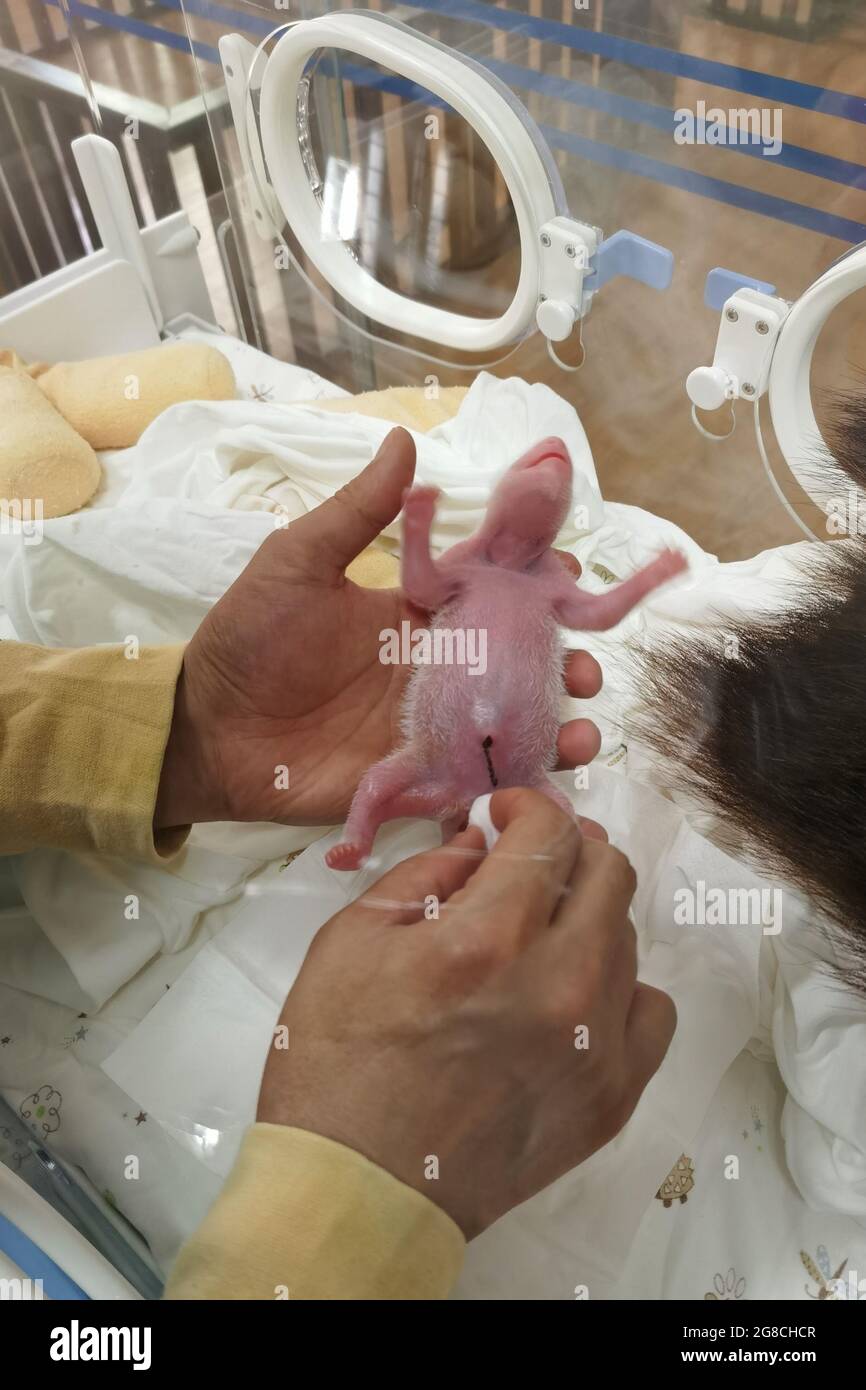 (210719) -- CHENGDU, July 19, 2021 (Xinhua) -- Photo taken on July 17, 2021 shows the second cub ...