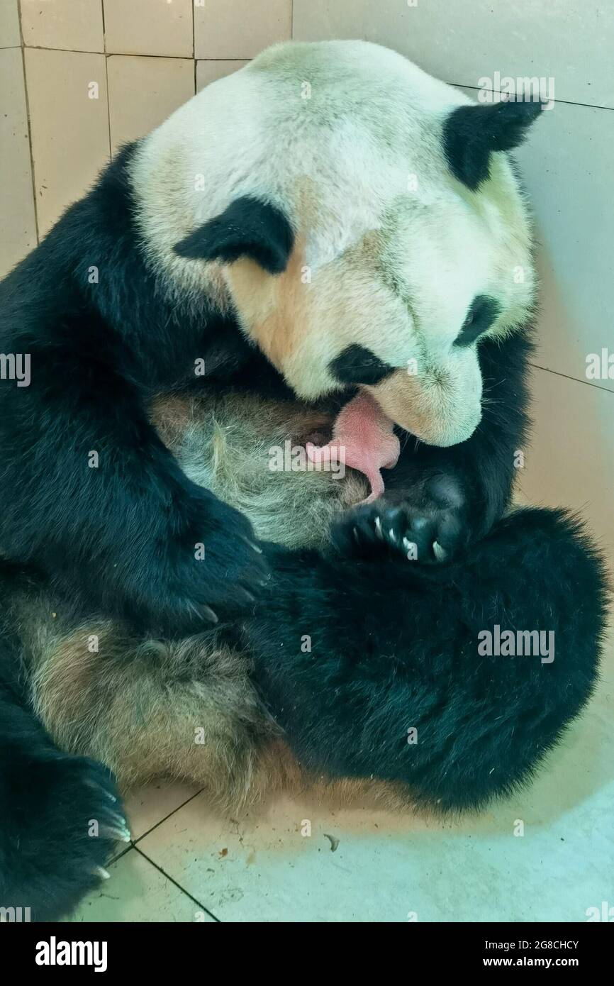 (210719) -- CHENGDU, July 19, 2021 (Xinhua) -- Giant Panda "Su Shan" looks after the first cub ...