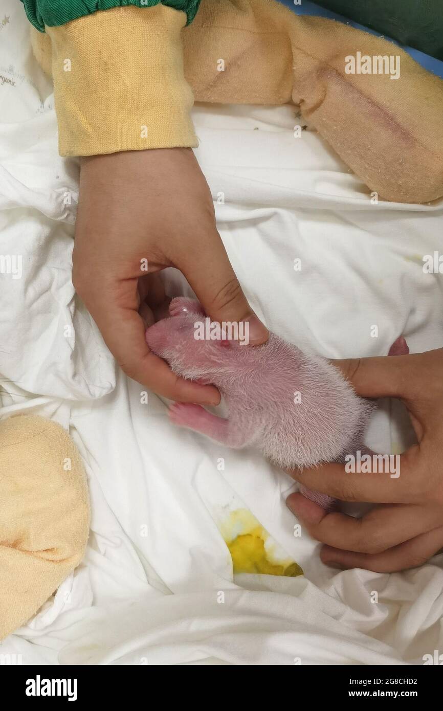 (210719) -- CHENGDU, July 19, 2021 (Xinhua) -- Photo taken on July 17, 2021 shows the second cub ...