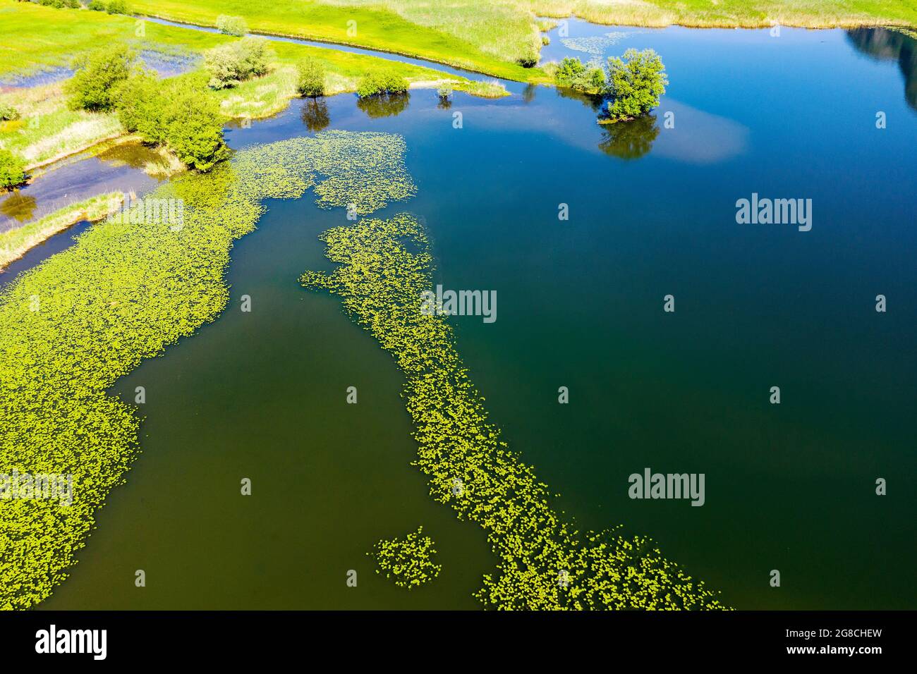 Blue waterlilies hi-res stock photography and images - Alamy
