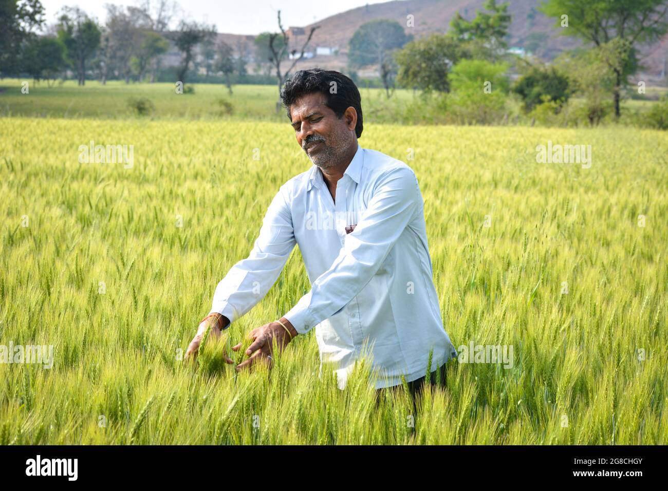 Indian wheat hi-res stock photography and images - Alamy