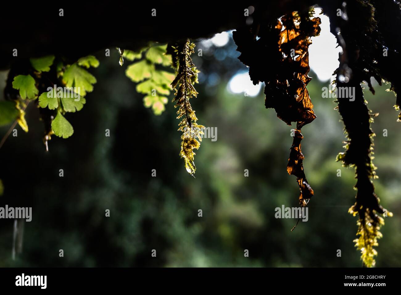 Wet shoots of fresh grass dripping Stock Photo - Alamy
