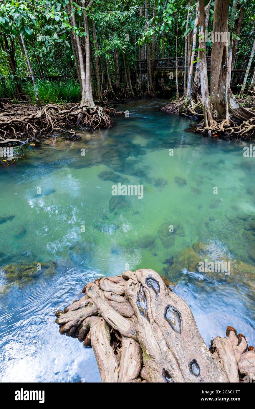 Tropical tree roots or Tha pom mangrove in swamp forest and flow water ...