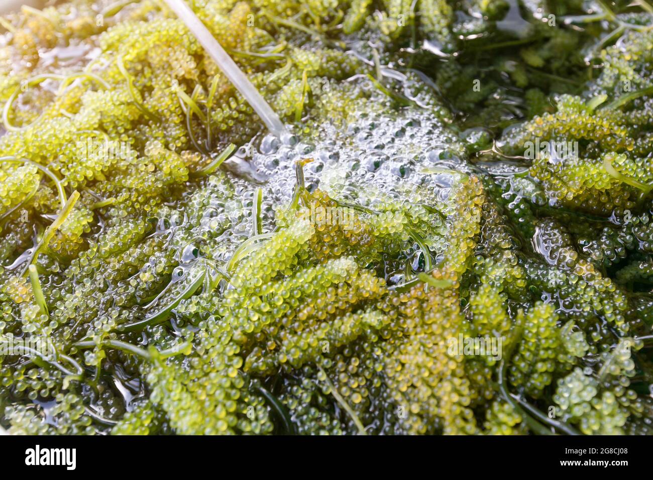 Caulerpa lentillifera hi-res stock photography and images - Alamy