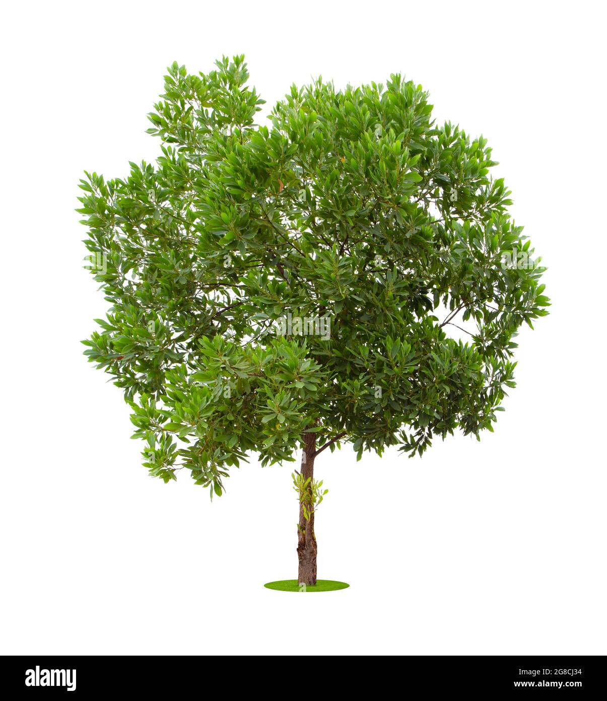The freshness big green tree isolated on white background Stock Photo ...