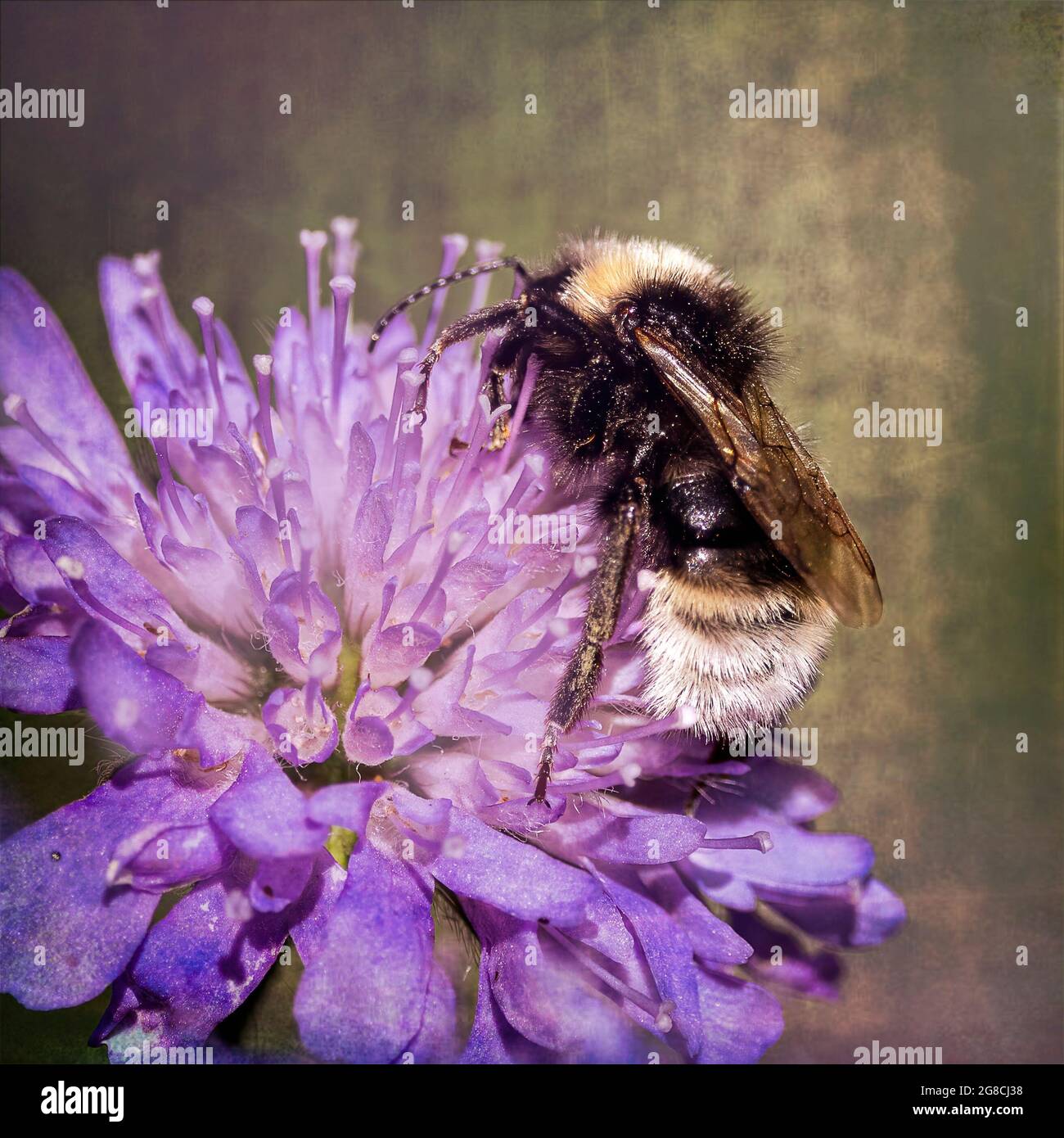 Bee triangle hi-res stock photography and images - Alamy