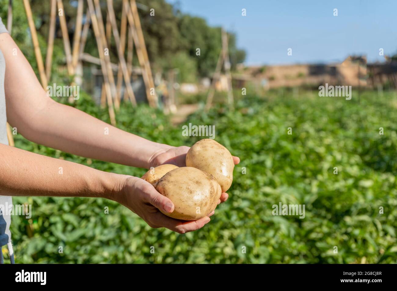 Farmer women holding fresh potatoes in hands, harvesting on vegetables ...