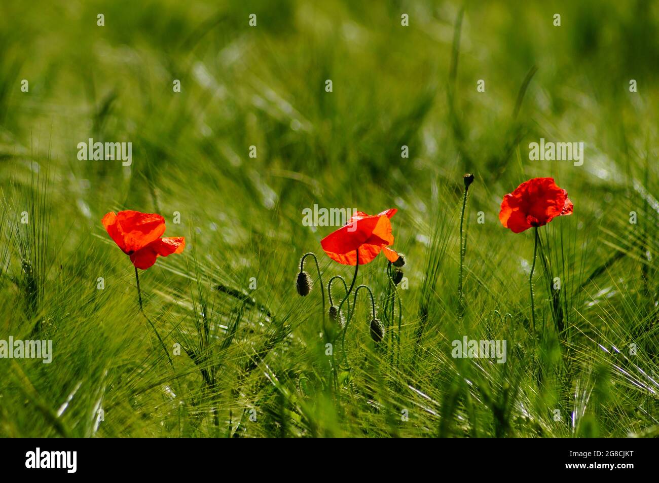 Poppy industrial farming nature hi-res stock photography and images - Alamy