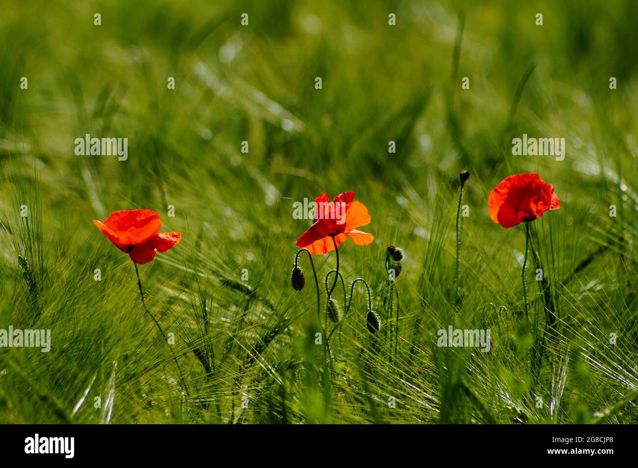Poppy industrial farming nature hi-res stock photography and images - Alamy