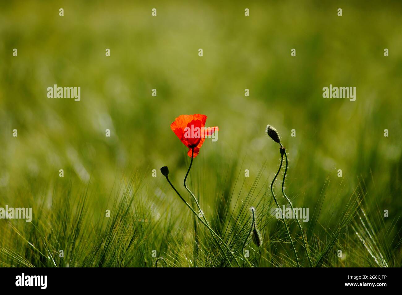 Poppy industrial farming nature hi-res stock photography and images - Alamy