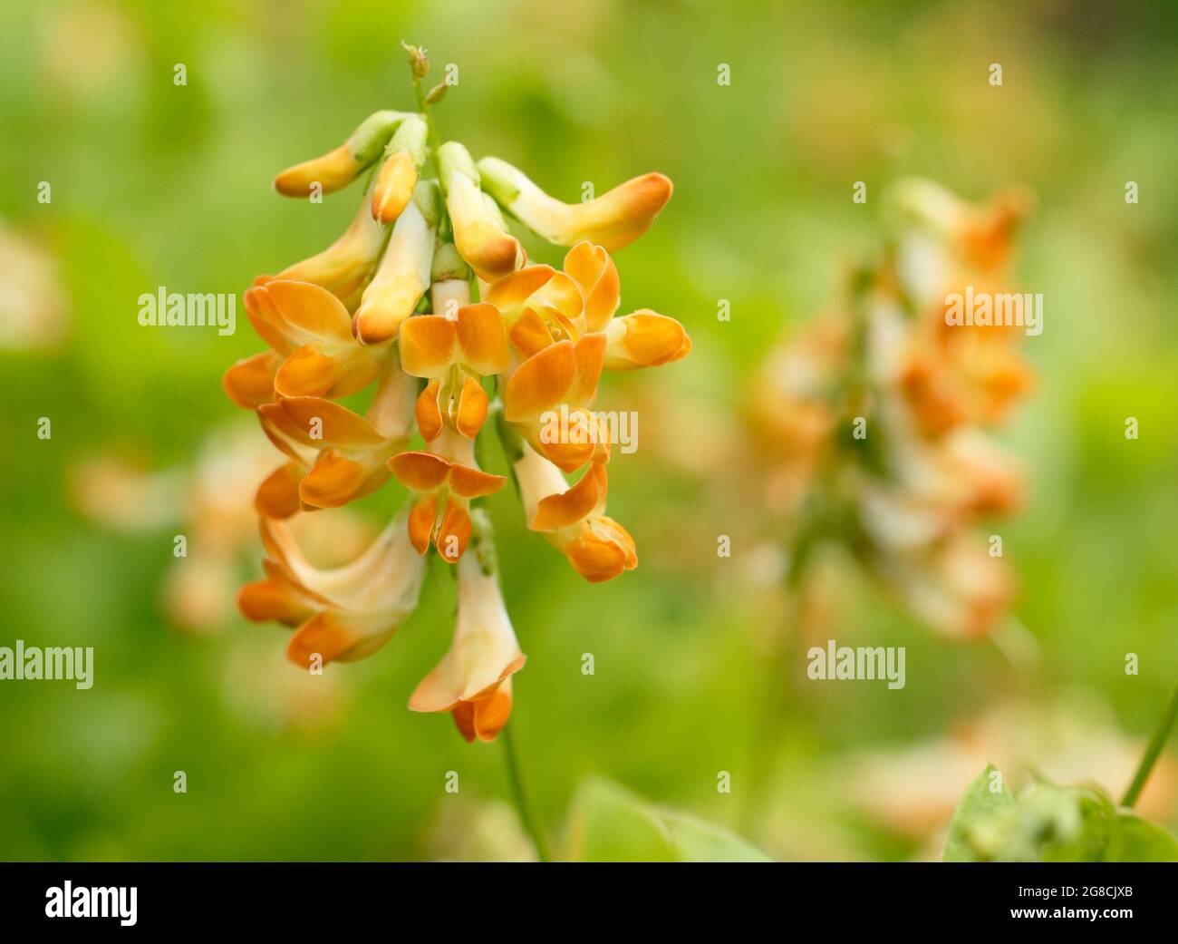 Lathyrus aureus. Perennial golden pea Stock Photo - Alamy