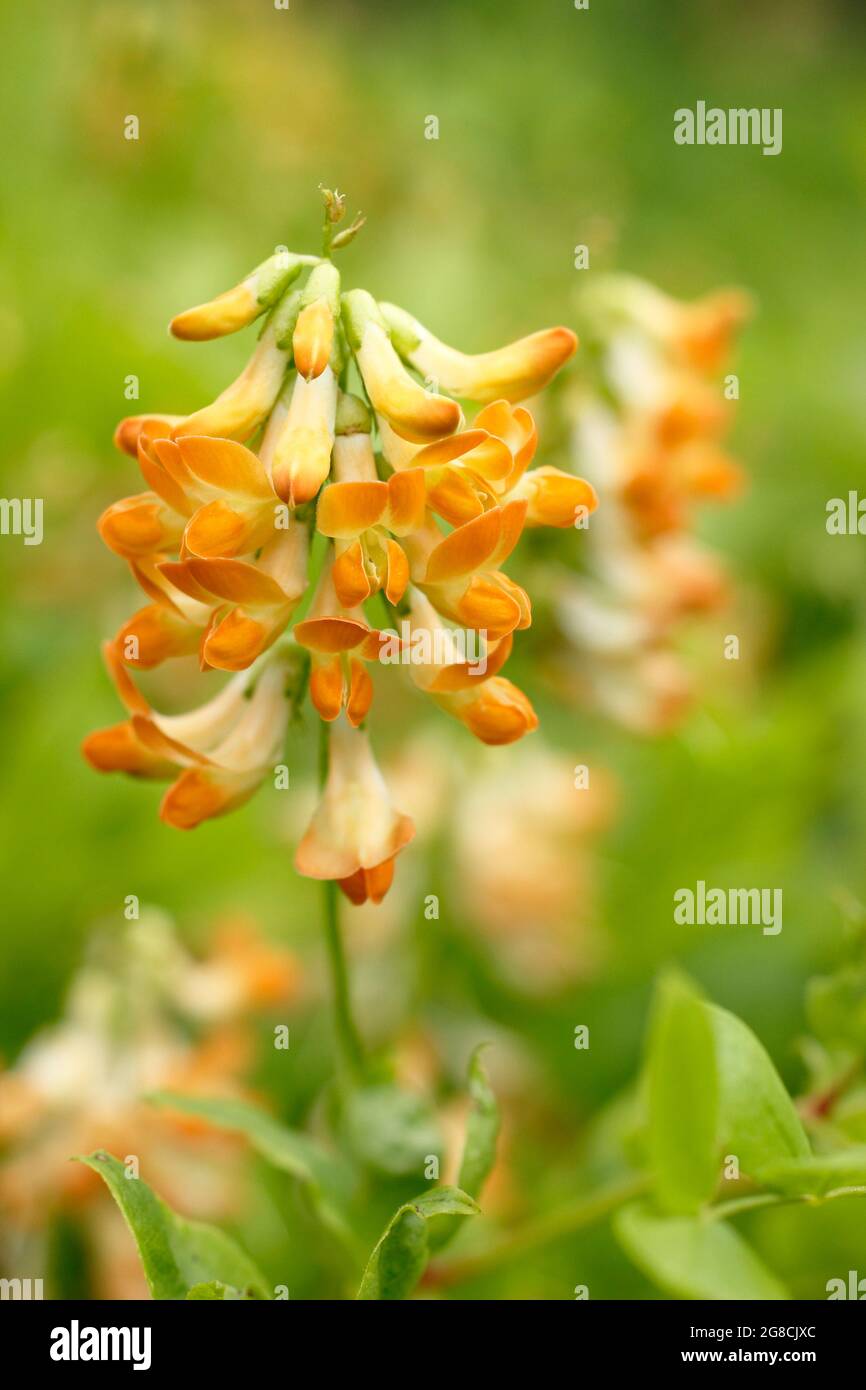 Lathyrus aureus. Perennial golden pea Stock Photo - Alamy