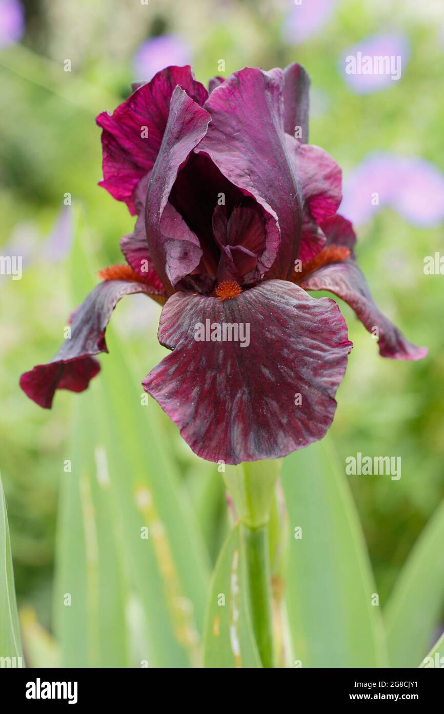 Maroon flowers hi-res stock photography and images - Alamy