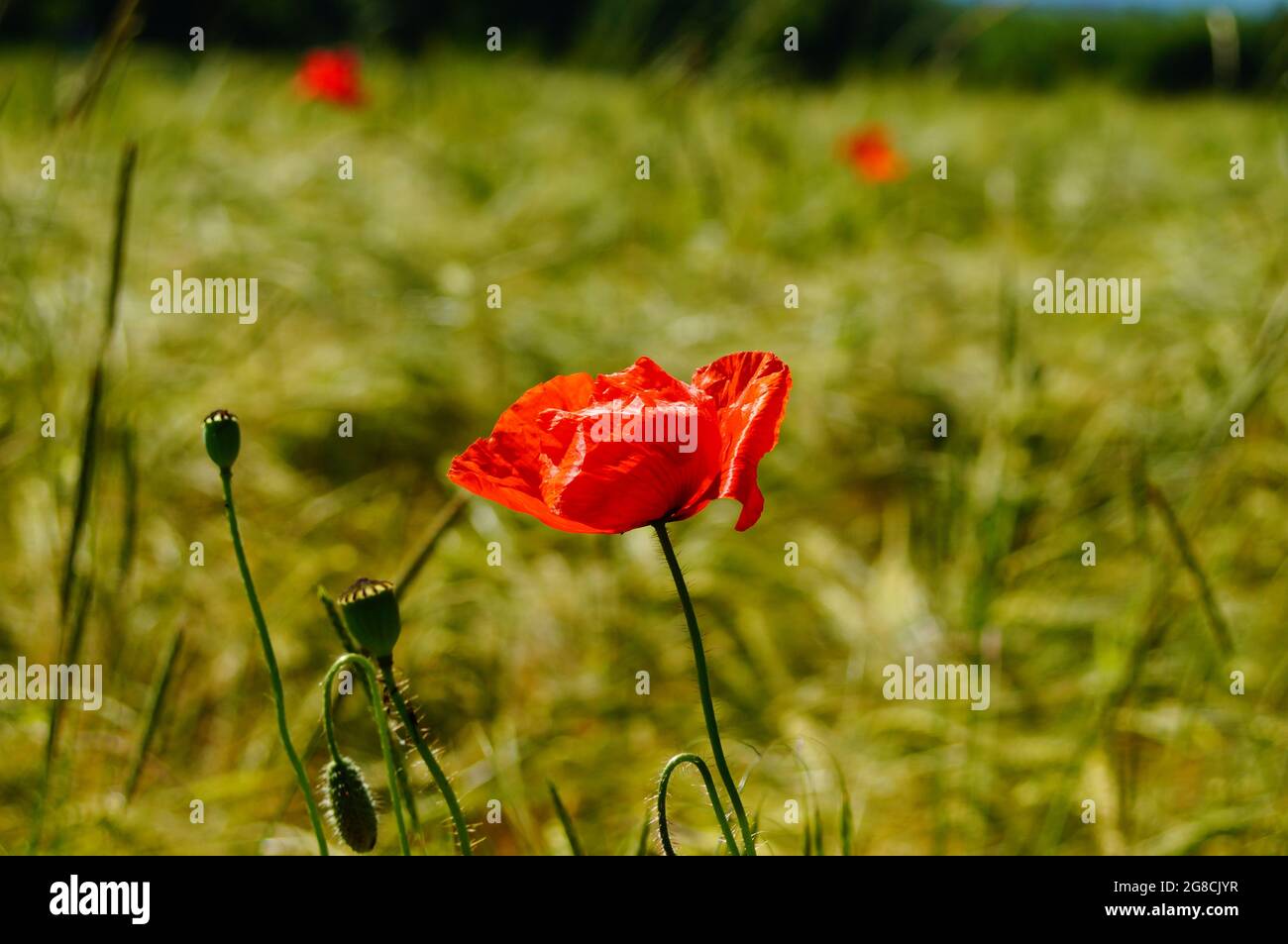 Poppy industrial farming nature hi-res stock photography and images - Alamy