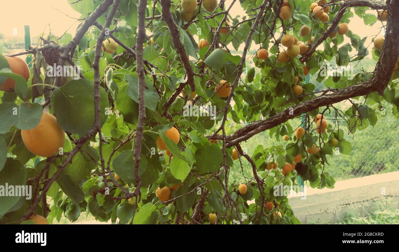 Vineyard peach blossom hi-res stock photography and images - Alamy