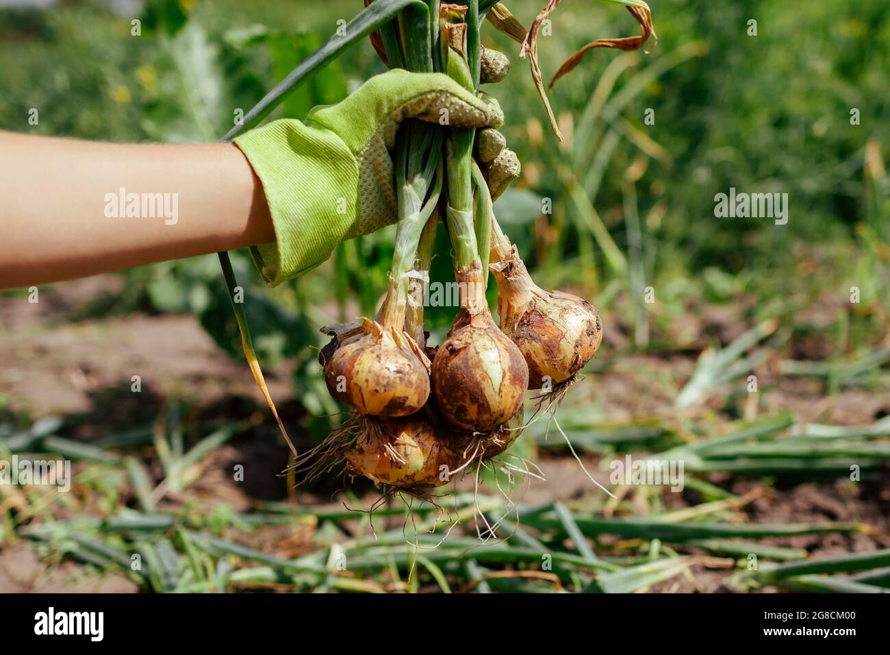 Gardener harvesting onions in summer garden holding bunch of picked ...