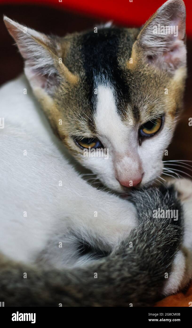 White cat washing its tail. The white cat lies and washes. White cat ...