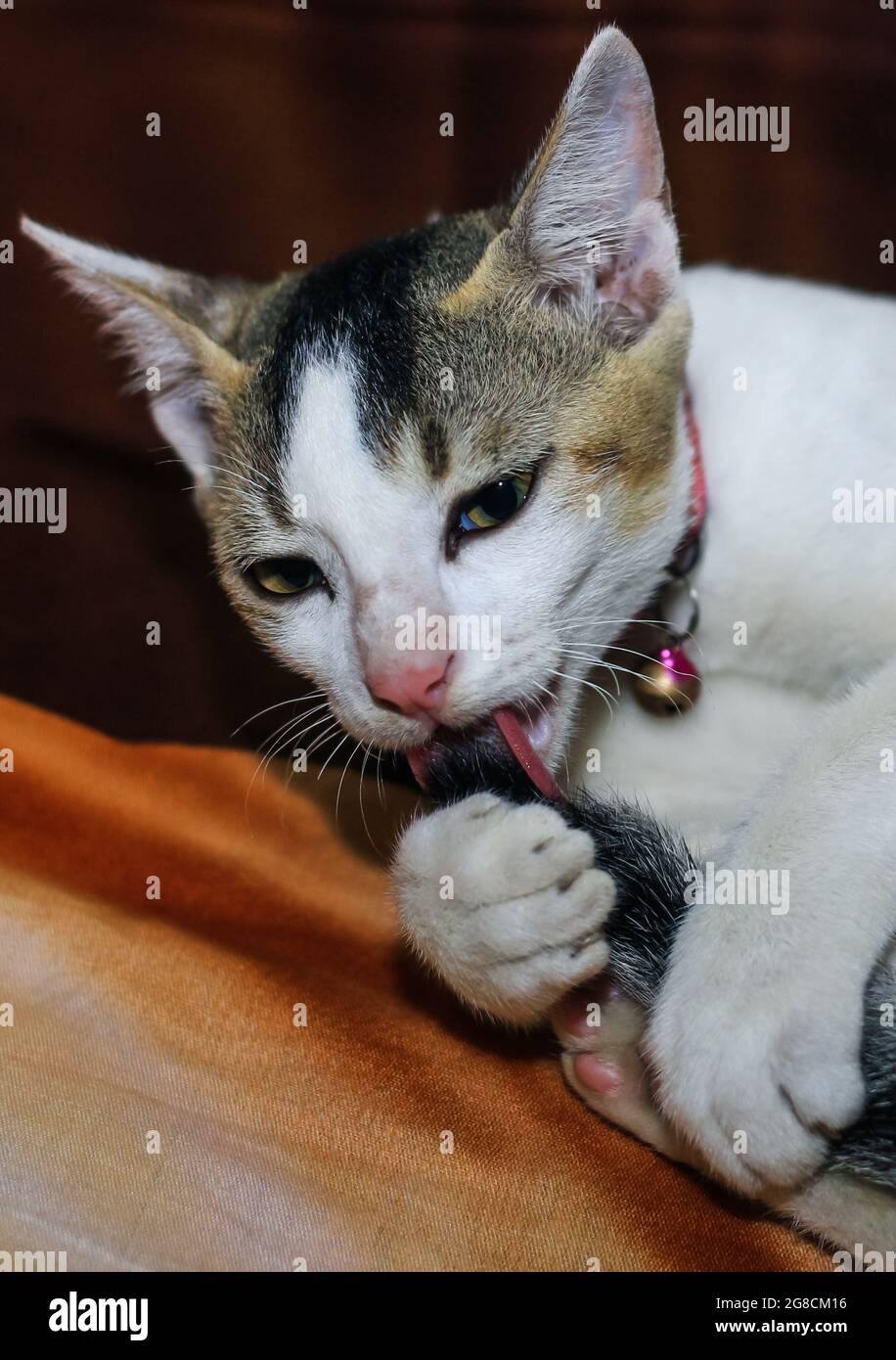 White cat washing its tail. The white cat lies and washes. White cat ...