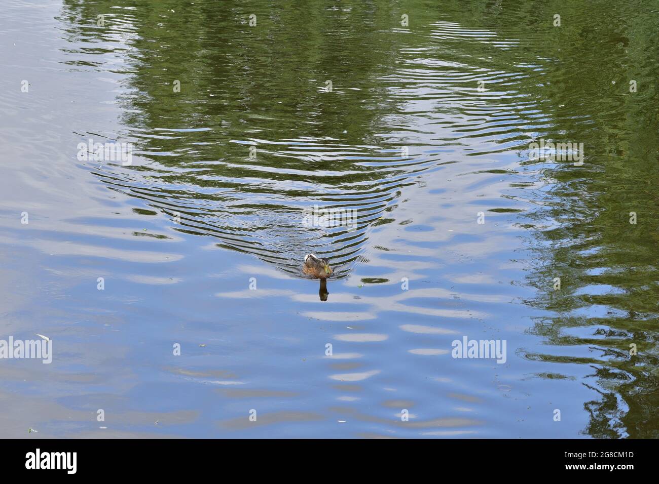 A duck floating on the water leaves a wake. Reflection Stock Photo - Alamy