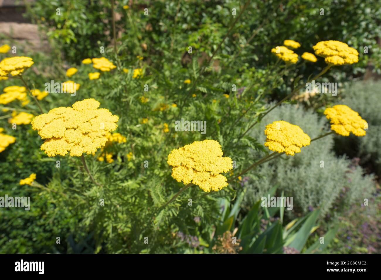 Tall golden yarrow hi-res stock photography and images - Alamy