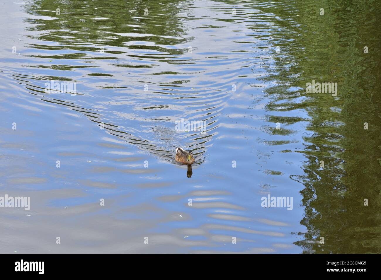A duck floating on the water leaves a wake. Reflection Stock Photo - Alamy