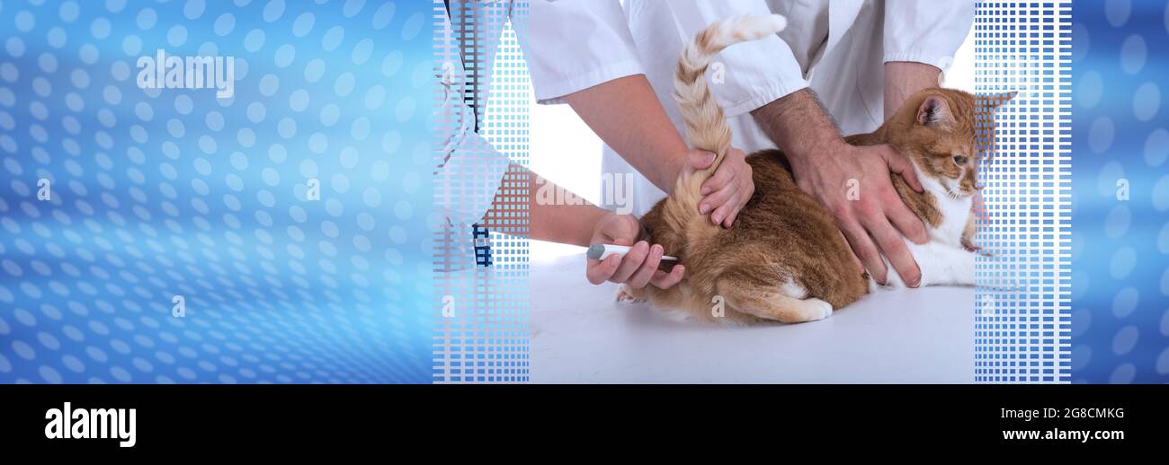 Veterinarian taking the temperature of a cat. panoramic banner Stock ...