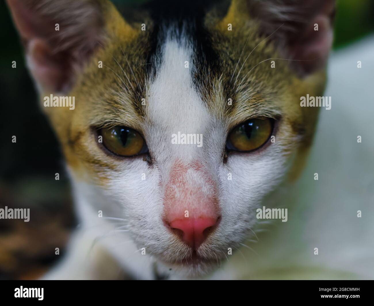 close-up of a white Asian cat with yellow eyes with background Stock ...