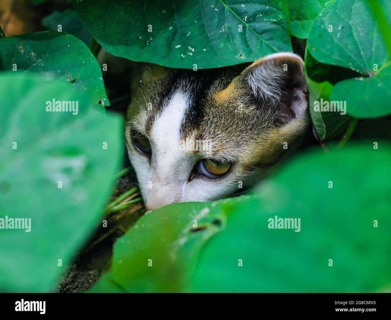 Cute baby kitten hiding behind green leaves. Beautiful domestic cat ...