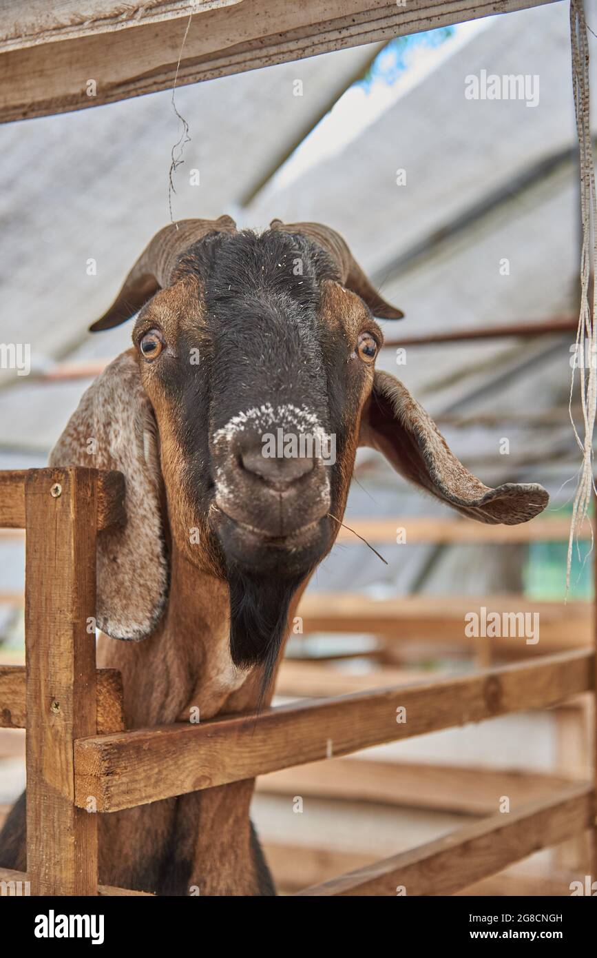 Lop eared goat hi-res stock photography and images - Alamy