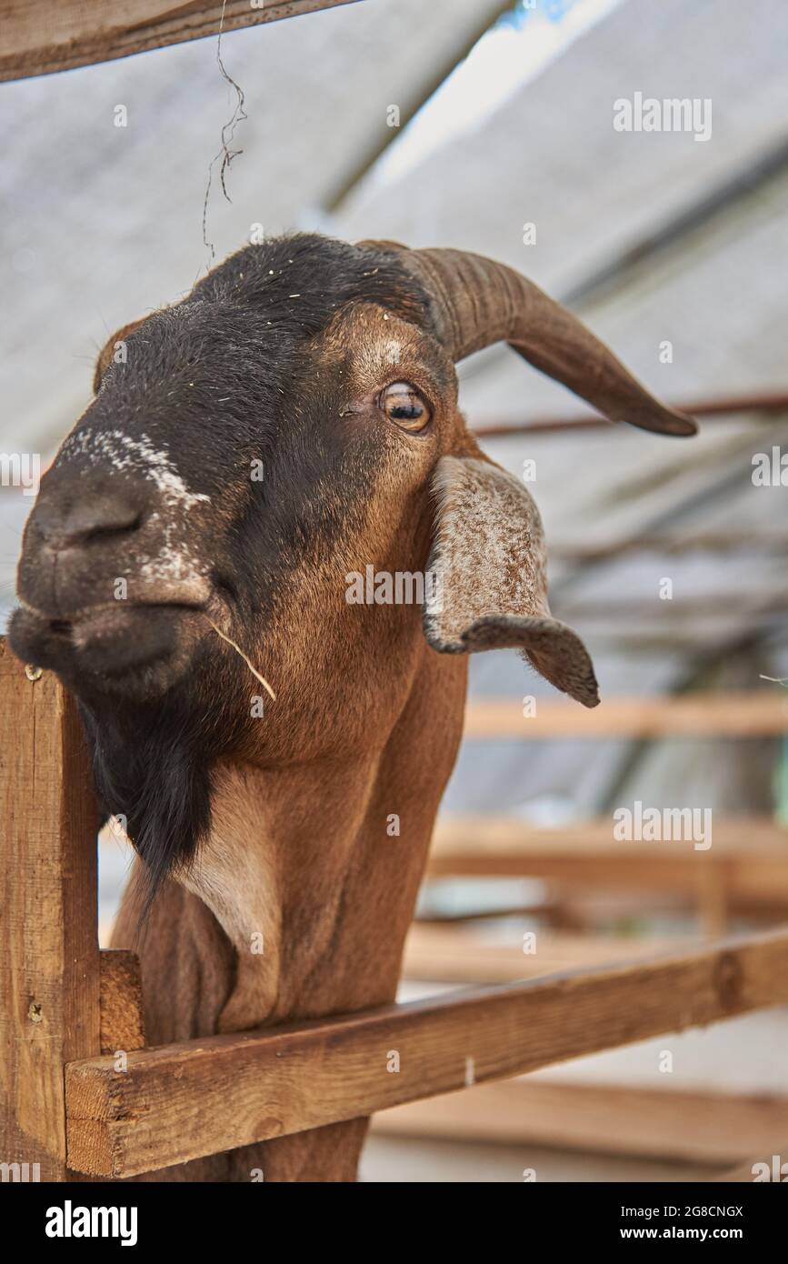 Lop eared goat hi-res stock photography and images - Alamy