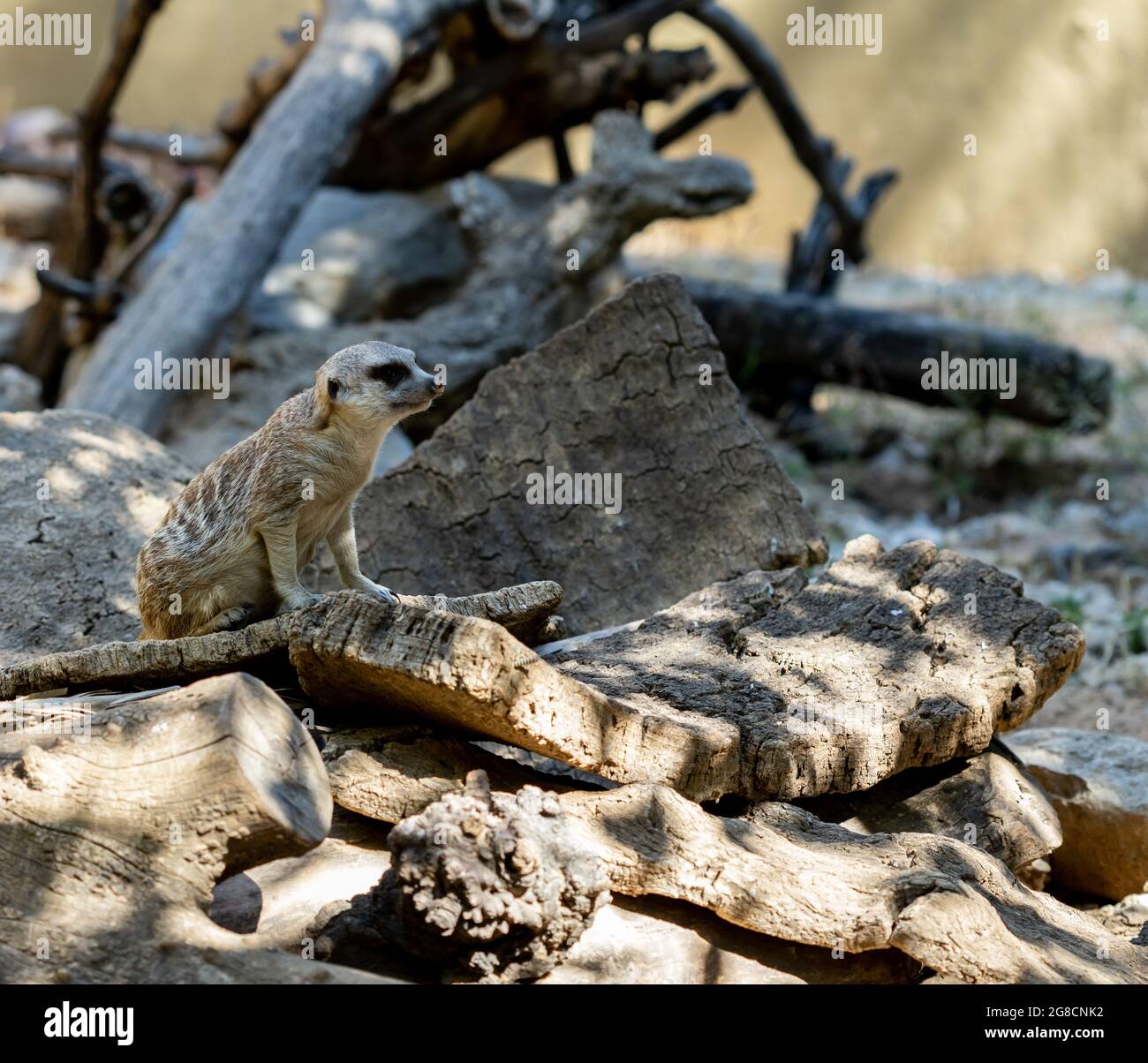 Meerkat in a cage hi-res stock photography and images - Alamy