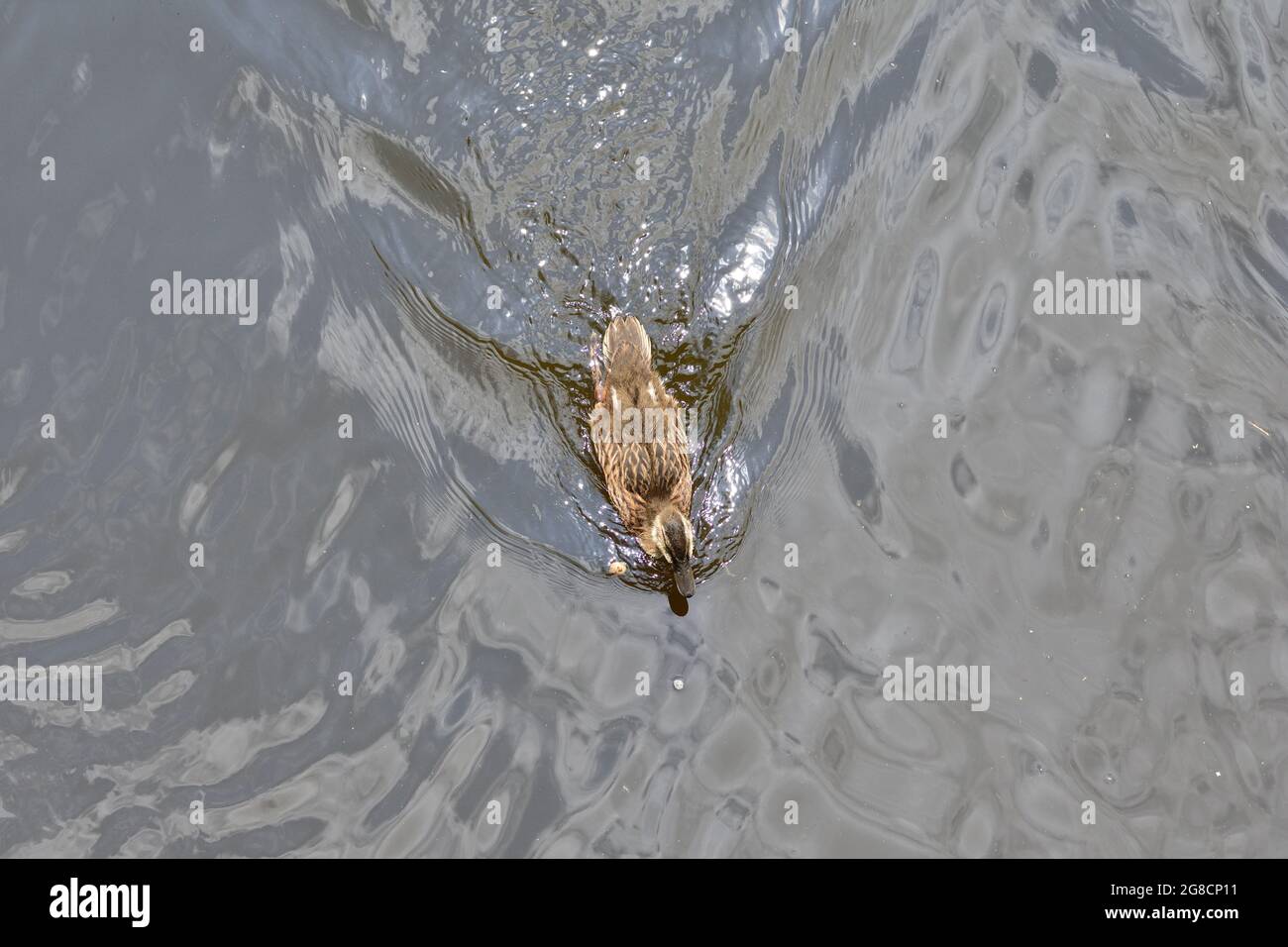 A duck floating on the water leaves a wake. Reflection Stock Photo - Alamy