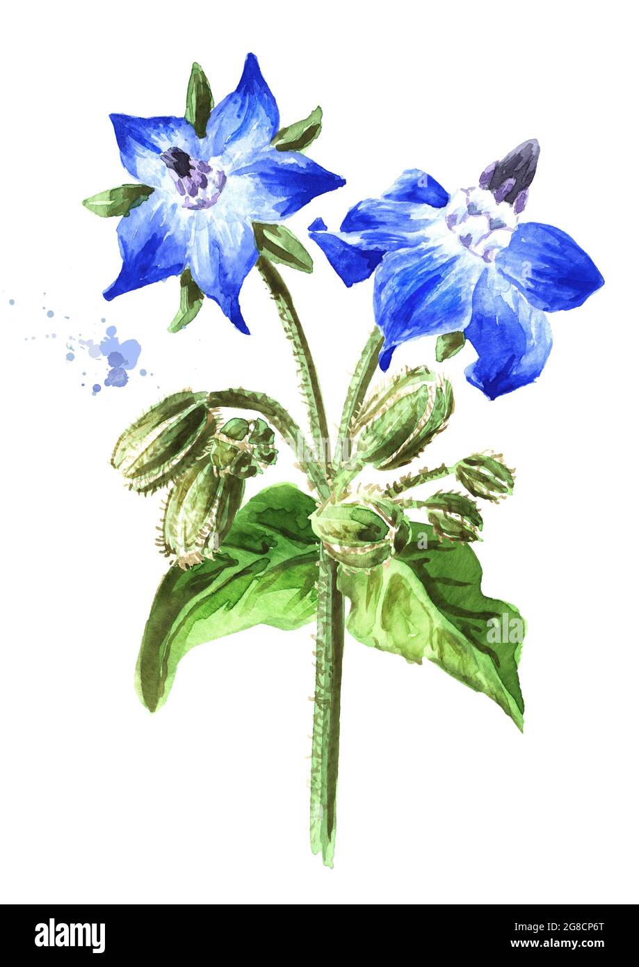 Borage Flower Drawing