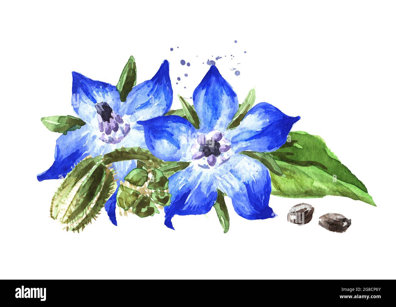 Borage plant (Borago officinalis) Fflowers, buds, seeds and leaves ...