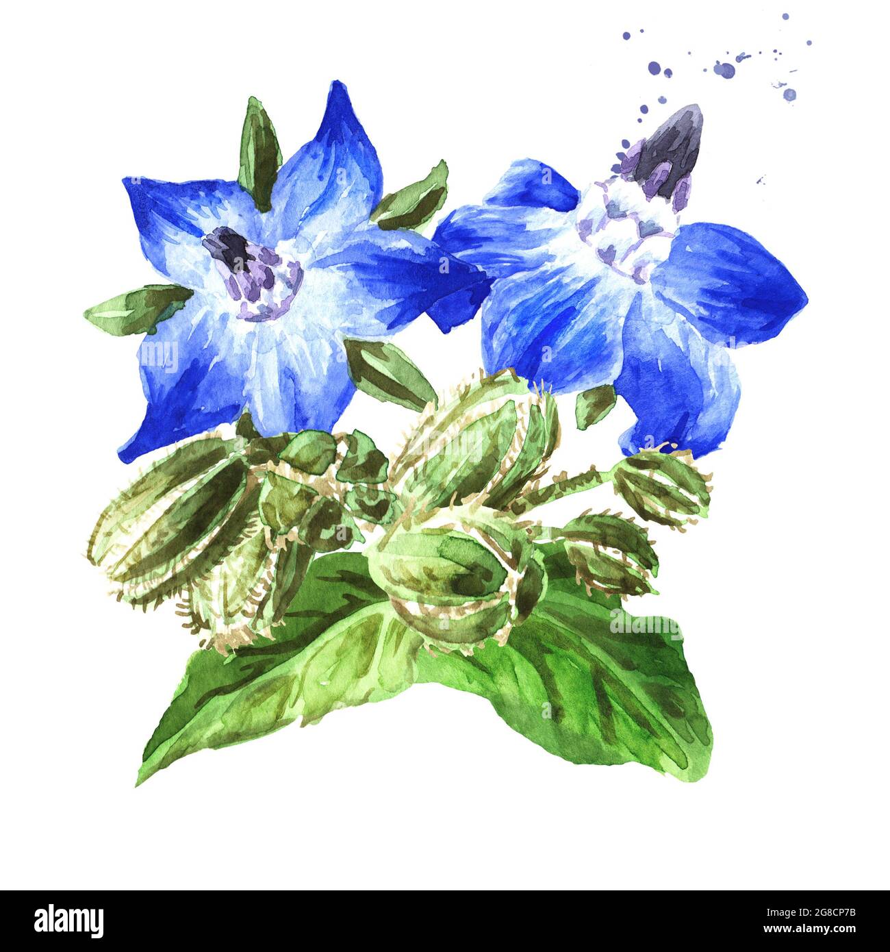 Borage plant (Borago officinalis) flowers and buds. Watercolor hand ...