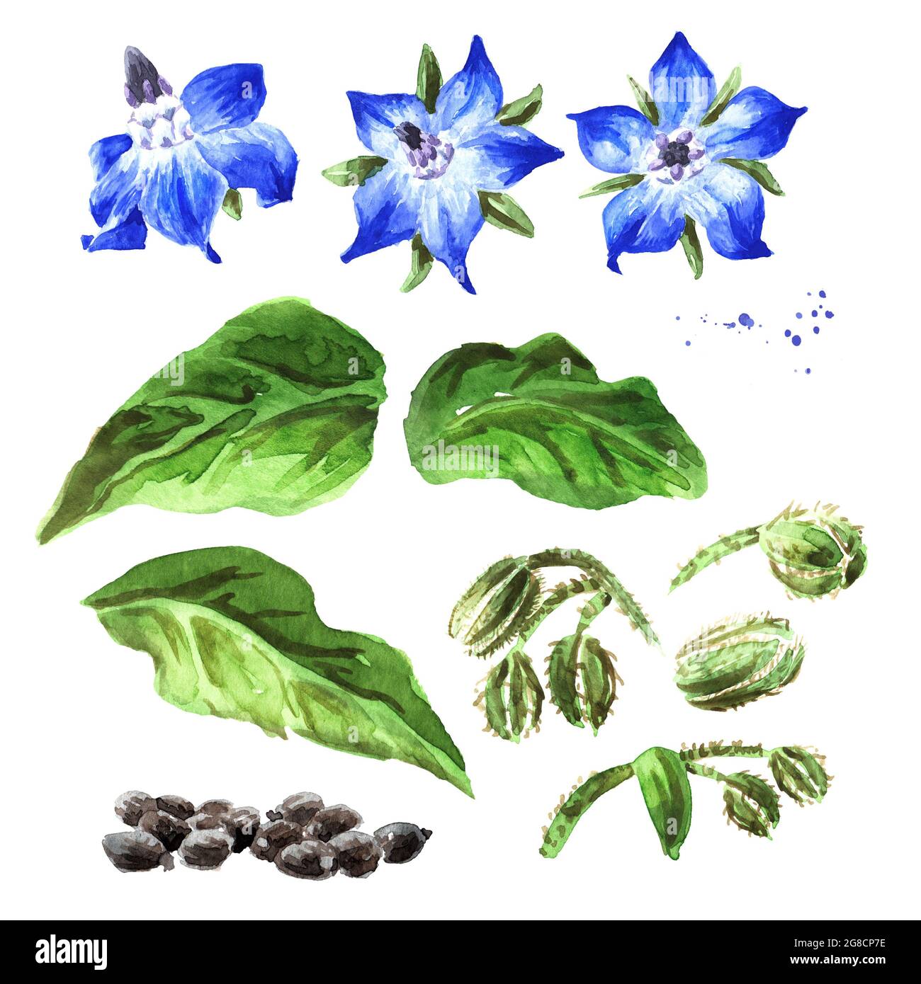 Borage plant (Borago officinalis) set. Fflowers, buds, seeds and leaves ...