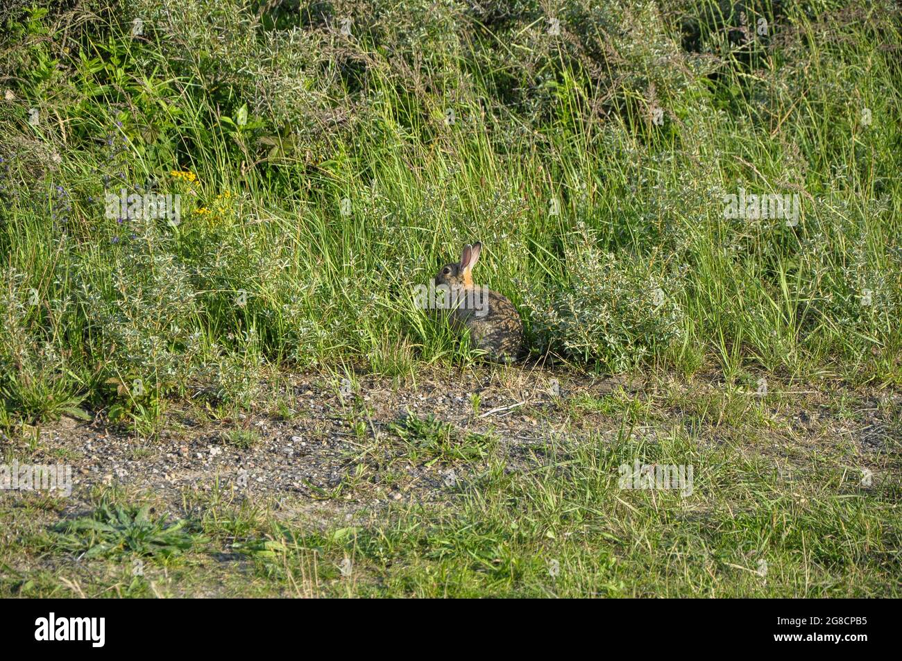 Cute little rabbit hidden in green grass Stock Photo - Alamy