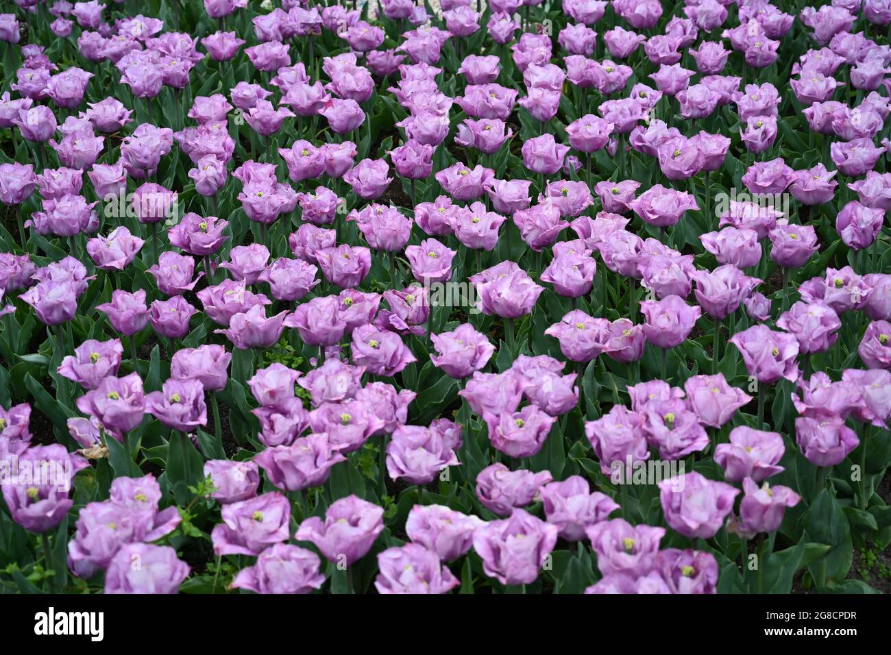 Top Ten Best Spring Flowers at Alannah Bladen blog