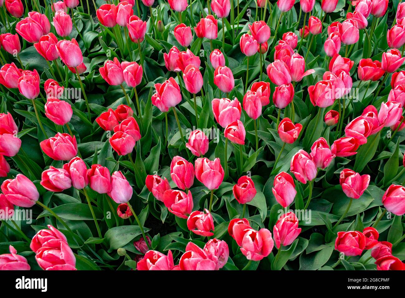 The Best Spring Flowers Stock Photo - Alamy