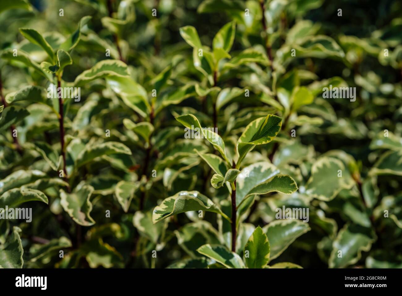 Beautiful fresh green leaves. Outdoor decoration plants, hedge, nature ...