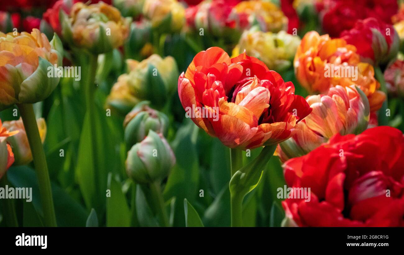 The Best Spring Flowers Stock Photo - Alamy