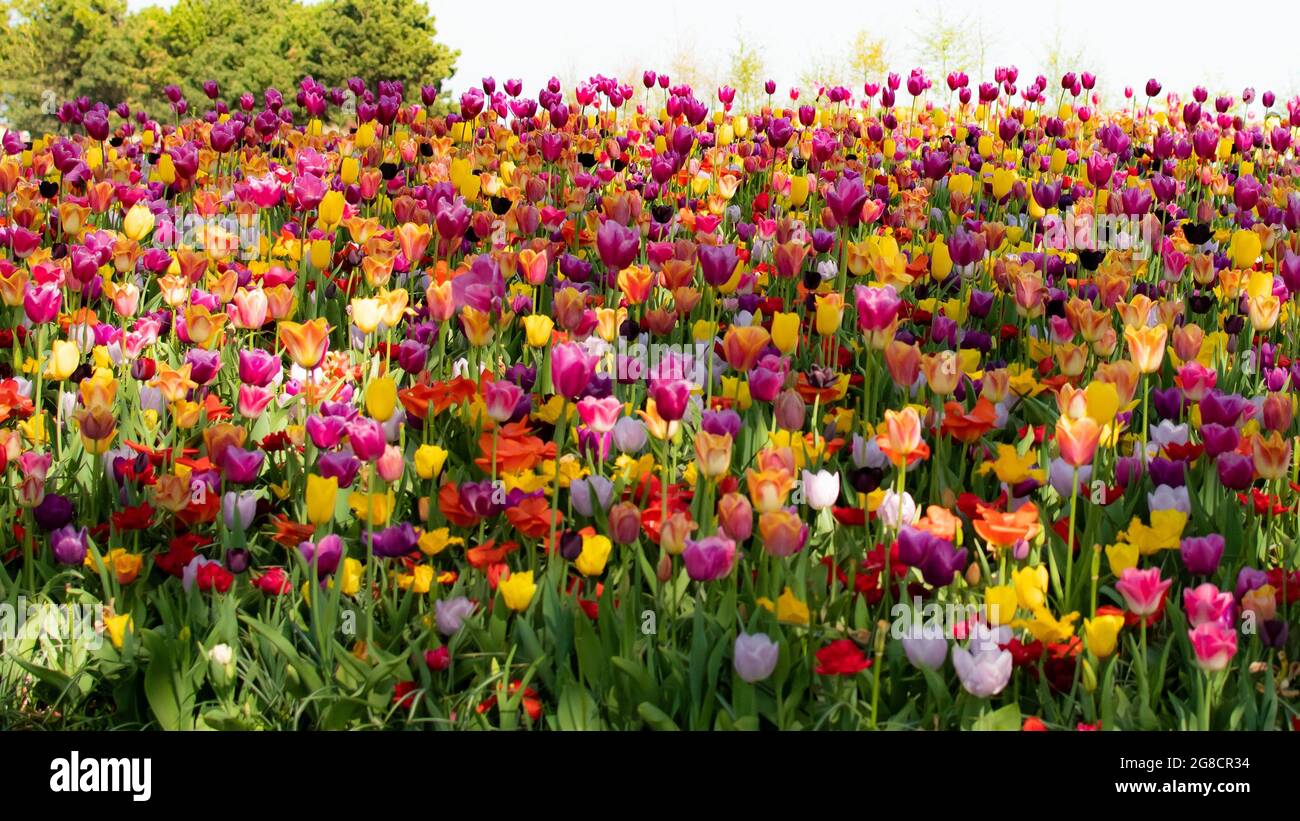 The Best Spring Flowers Stock Photo - Alamy
