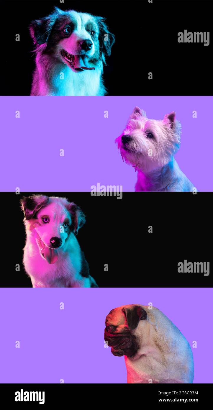 Group of different purebred dogs sitting isolated over black and purple ...