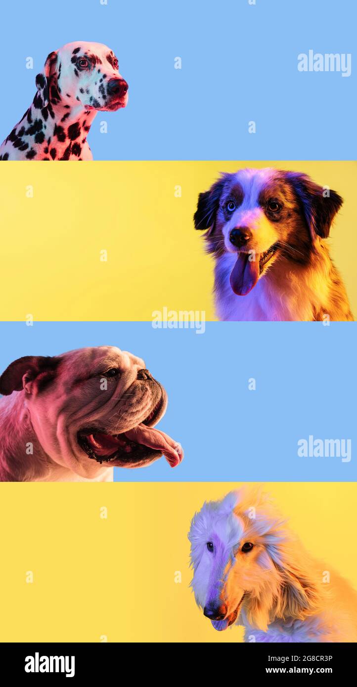 How Many Types Of Purebred Dogs Are There