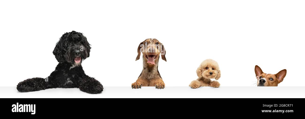 Portraits of four cute smiling purebred dogs, big and small, sitting ...